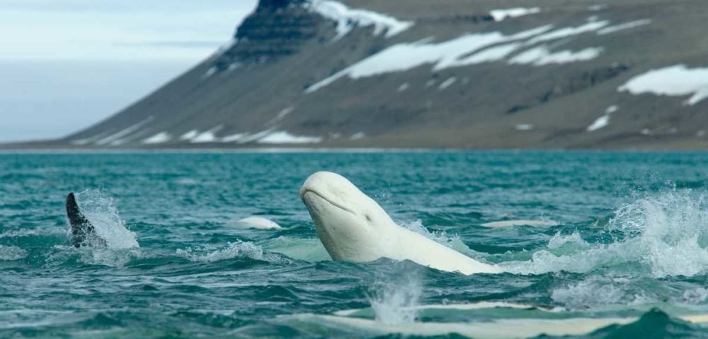 Beluga Whales Amazing Survival Technique - Awesome Ocean