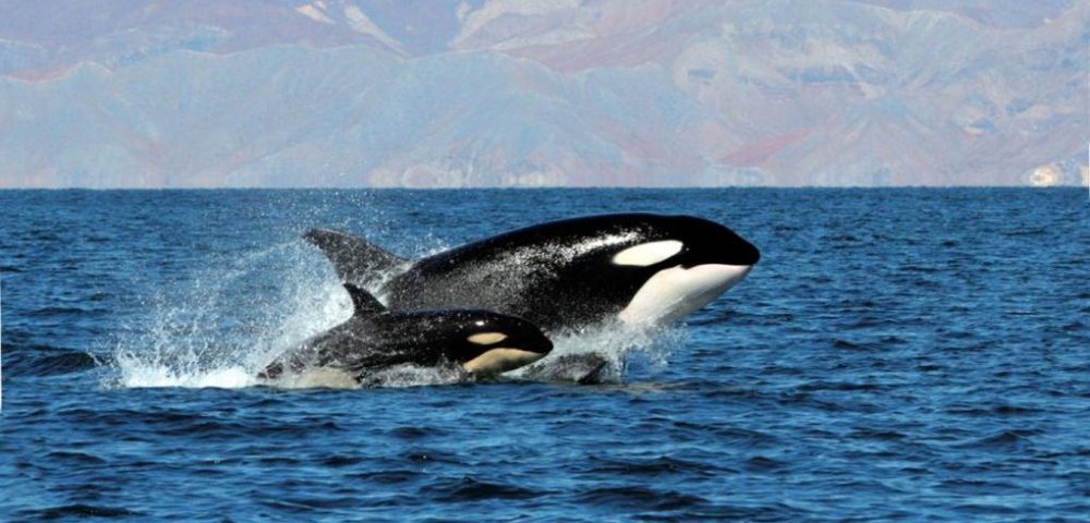 It’s Official: The Ocean’s Top Predators Play With Their Food