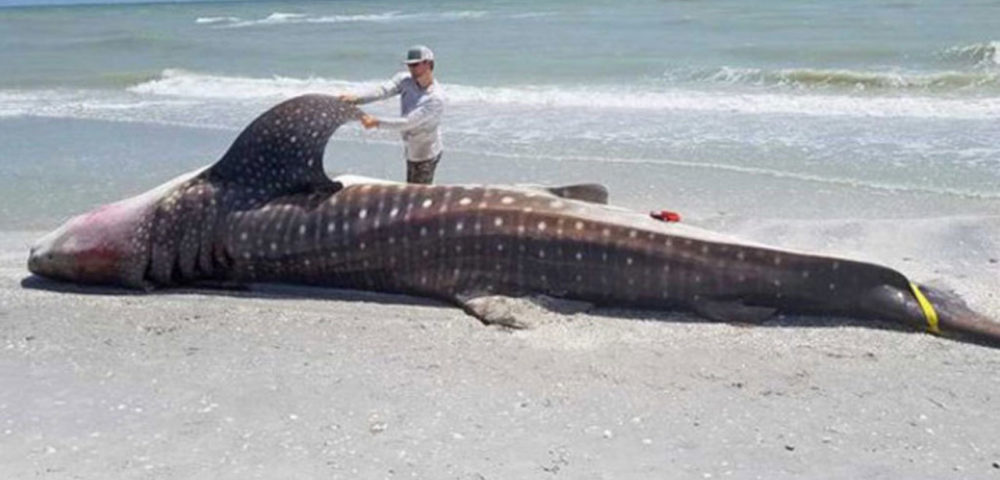 Toxic Algae Bloom Kills Whale Shark, Turtles, Manatees in Southwest Florida