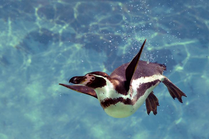 Eight Penguins Make Their Home in Saudi Arabia - Awesome Ocean