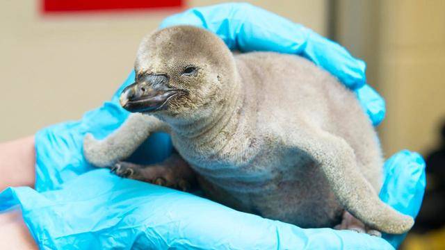 A Royal Baby Penguin is Born at the Columbus Zoo - Awesome Ocean