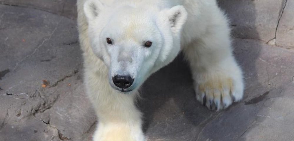 Kansas City Zoo Welcomes Bam Bam The Polar Bear - Awesome Ocean