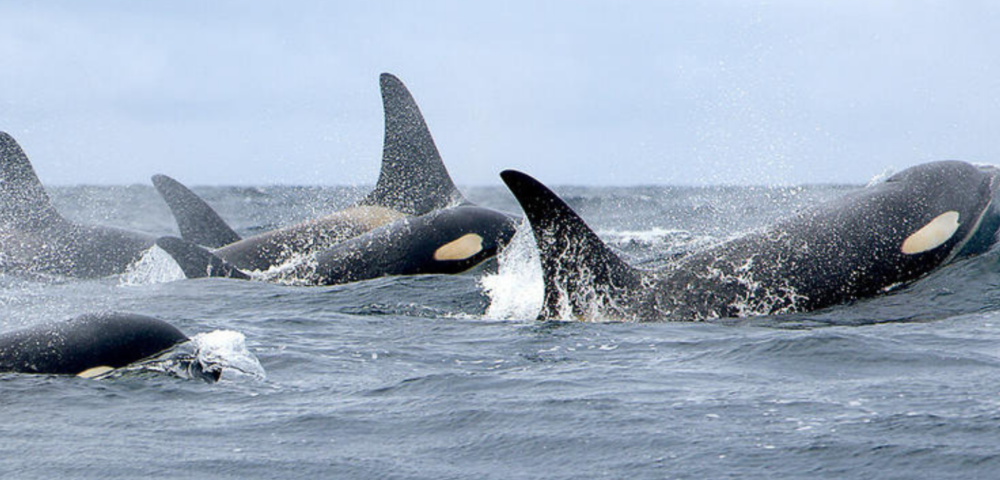 Scientists Plan to Sequence the Genome of Southern Resident Orcas ...