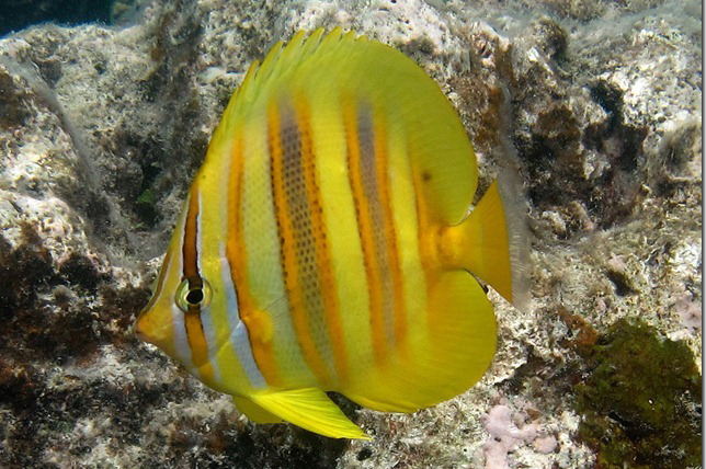 Why Do Reef Fish Have Different Color Patterns? - Awesome Ocean