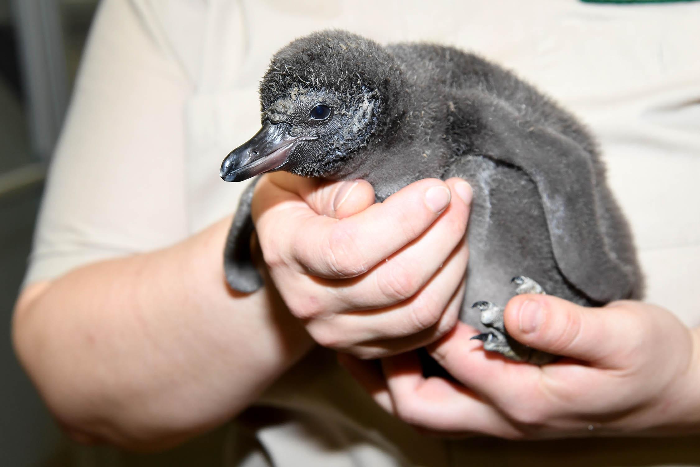 Happy Humboldt Penguin Chick Turns One at Brookfield Zoo! - Awesome Ocean