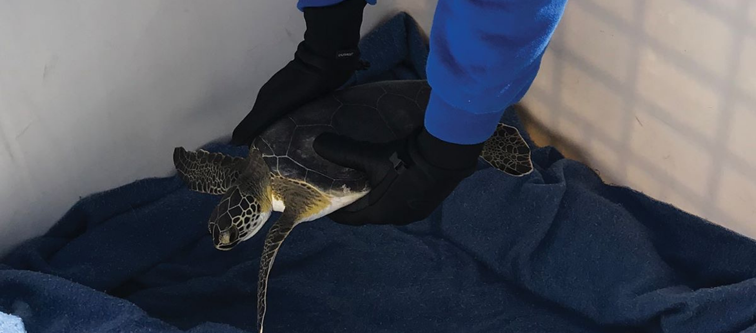 This Extraordinary Team Has Helped Over 35,000 Marine and Terrestrial ...