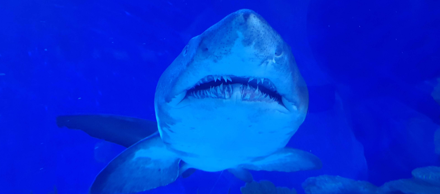 Researchers Catch Footage of ‘Monster’ Deep Sea Sixgill Shark in Exuma