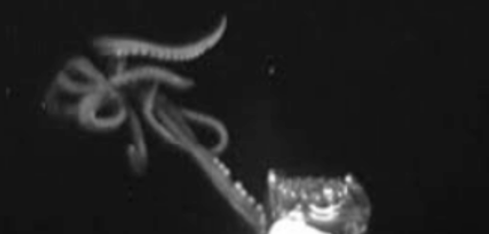 Giant Squid Spotted in U.S. Waters By Medusa Deep Sea Camera