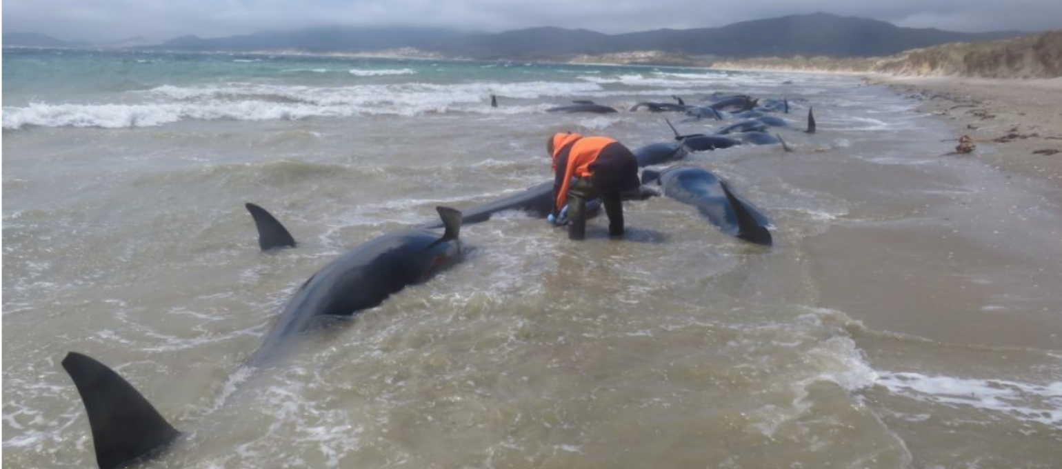 Tour Group Spots Mass Stranding Of Whales On A Beach In Iceland