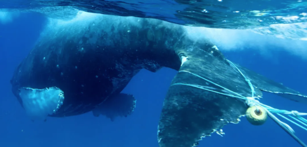 Regulations Aim To Protect Whales From Getting Entangled In Fishing Gear